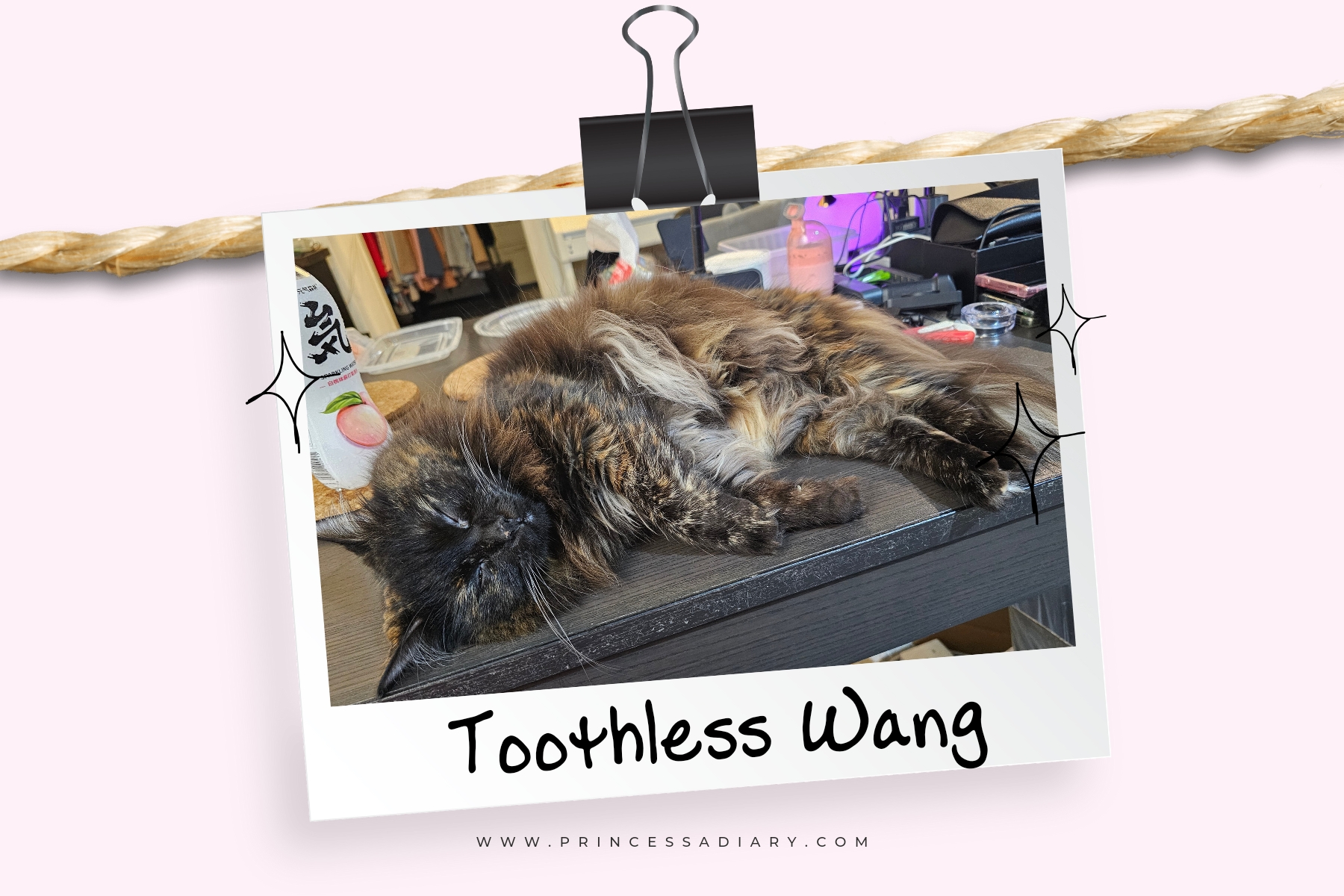 Toothless: My adorable shadow in feline form | Sabrina 'Princessa' Wang